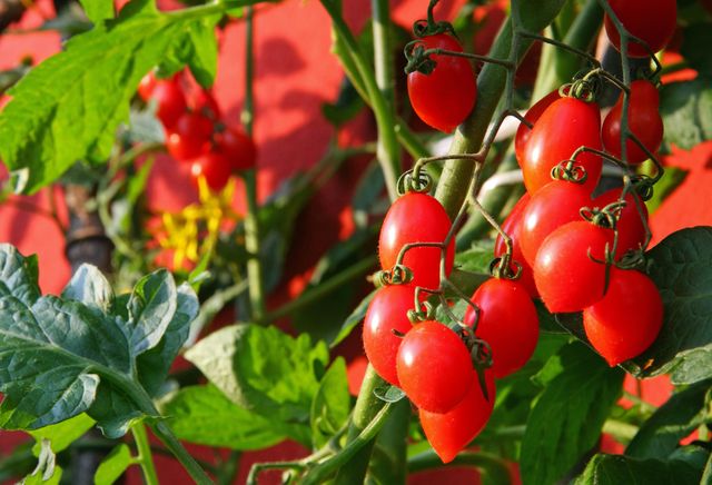 Pěstování zeleniny na balkoně: Zkuste cherry rajčátka nebo papriku ...