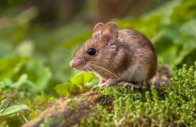 Jak se zbavit myší? 7 tipů proti nepříjemným hlodavcům | WomanOnly