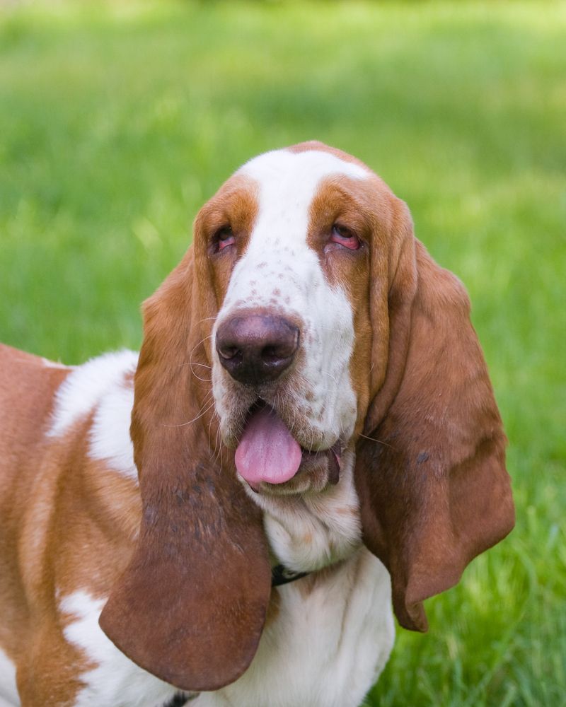 Nejlínější psí plemena. Jakého psa vybrat, pokud nemáte rádi dlouhé ...