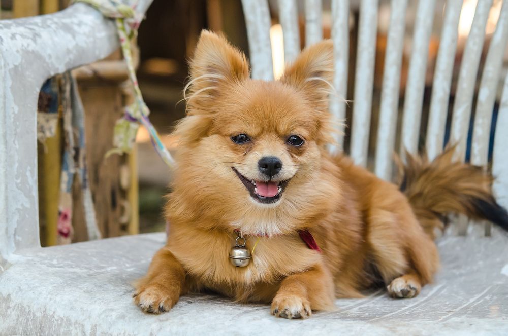 Nejlínější psí plemena. Jakého psa vybrat, pokud nemáte rádi dlouhé ...