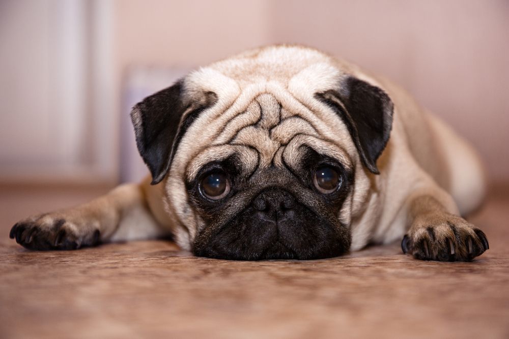 Nejlínější psí plemena. Jakého psa vybrat, pokud nemáte rádi dlouhé ...