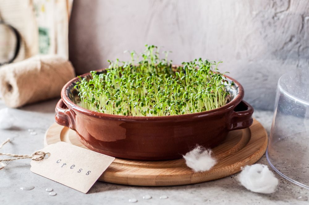 Klíčení semínek ve vatě: Vitamíny a minerály na talíři! - WomanOnly