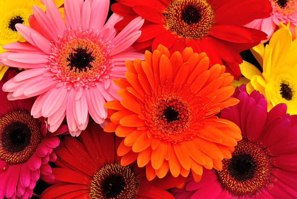 Gerbery do vázy, květináče i na záhon. Jak o ně pečovat, aby prospívaly ...