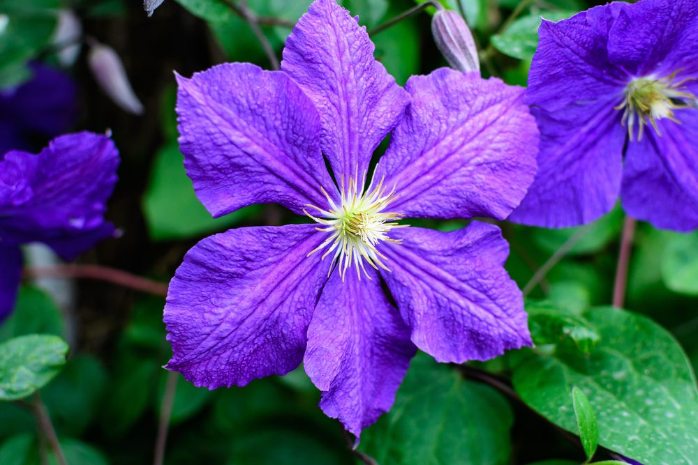 Plamének je skvělou volbou pokud chcete popínavou rostlinu na vaši ...