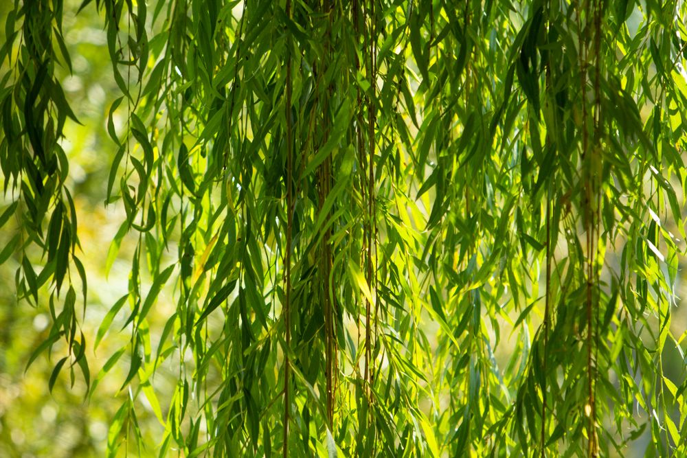 Vrba bílá jako přírodní aspirin. Jak využít vrbovou kůru a na co dávat ...