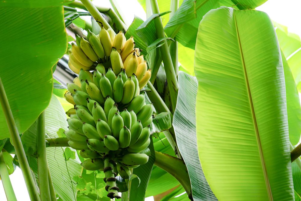 Banánovník si můžete vypěstovat i doma. Poradíme, jak na to - WomanOnly