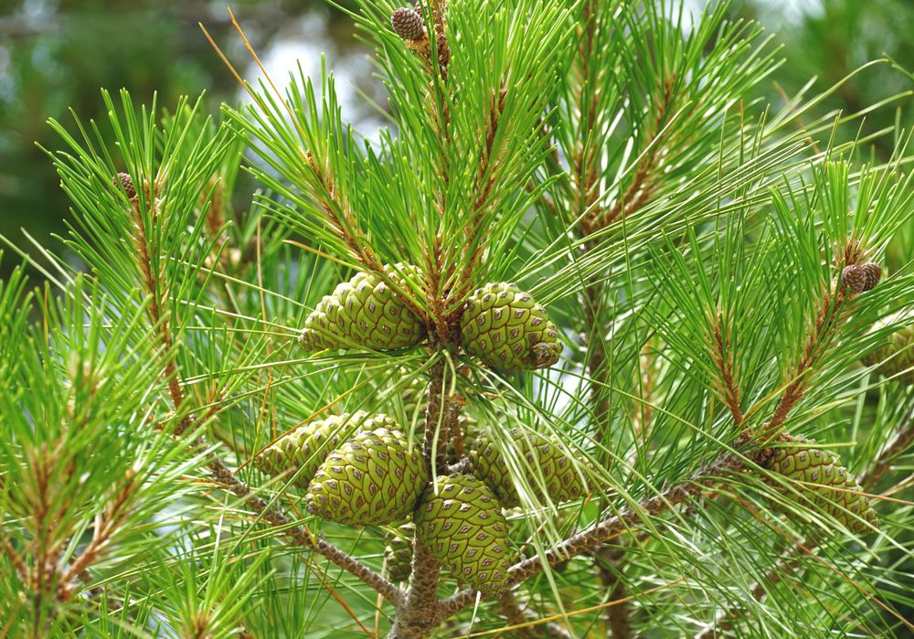 Borovice patří k nejstarším stromům na planetě, můžete z ní mít i med ...