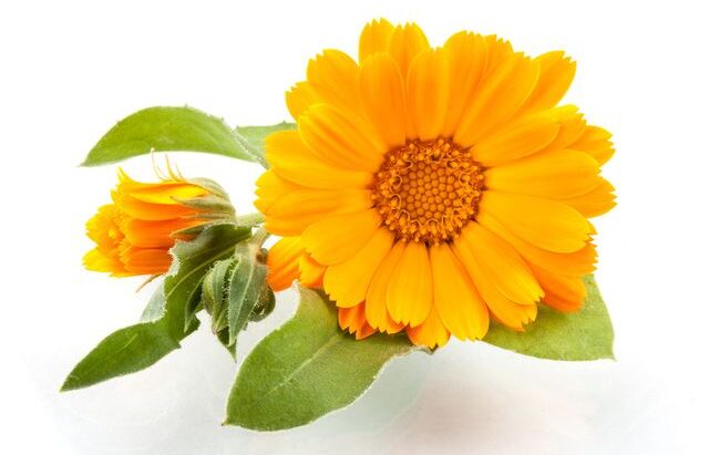 Měsíček lékařský a jeho využití. Co všechno si z měsíčku můžete sami ...