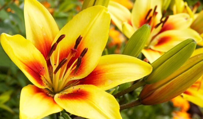 Pěstování lilií: Kdy je sázet, jak o ně pečovat a co dělat, když ...