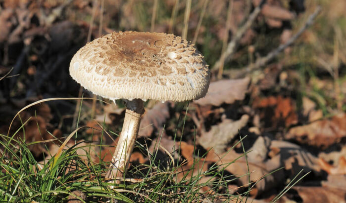 Bedly jedlé a nejedlé: Podle čeho je poznáte a jak bedly využít v ...