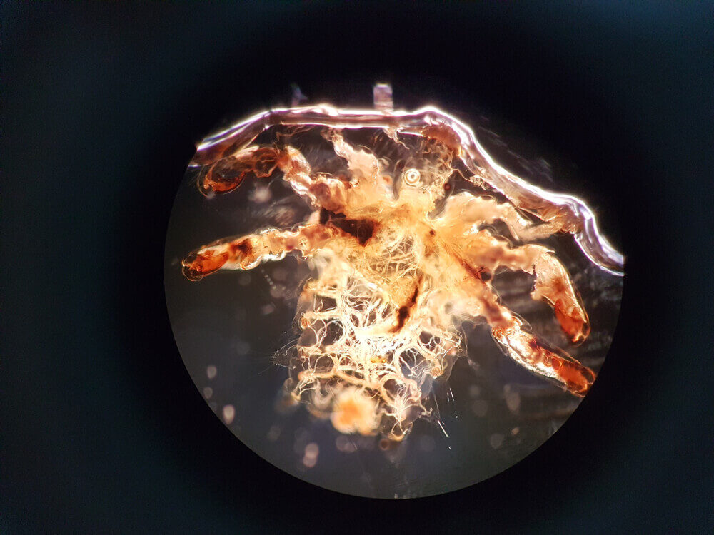 Existují ještě muňky a kde se s filckami nejčastěji setkáme? - WomanOnly