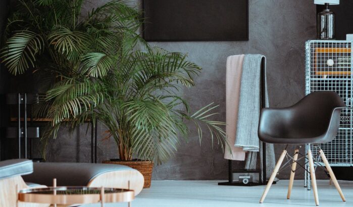 Pokojové palmy: Které druhy patří mezi oblíbené a co obnáší jejich ...