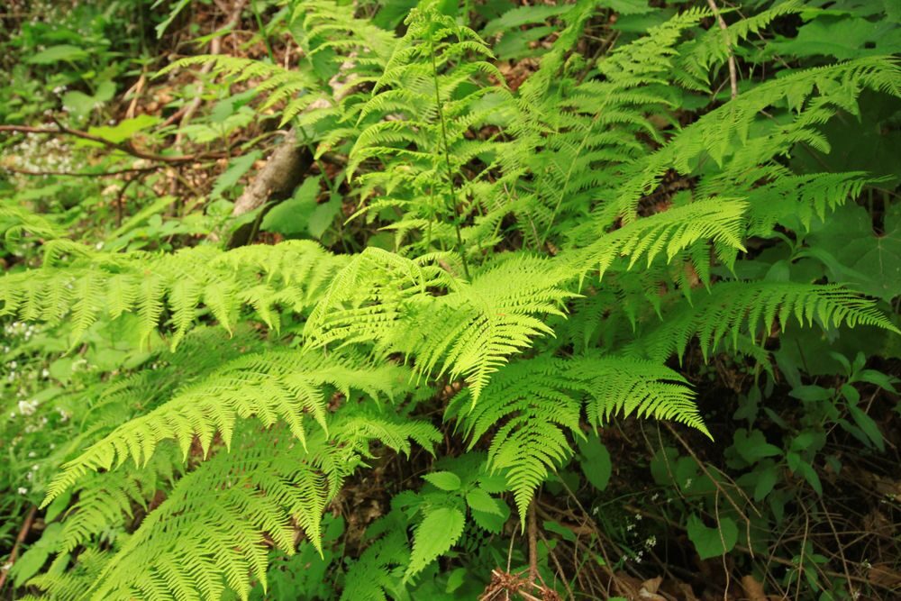 Kapraď samec: Dříve lék, dnes okrasná rostlina. Co obnáší její ...