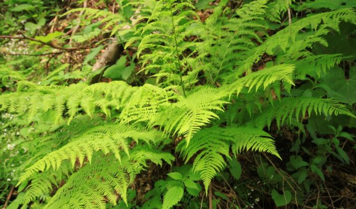 Kapraď samec: Dříve lék, dnes okrasná rostlina. Co obnáší její ...