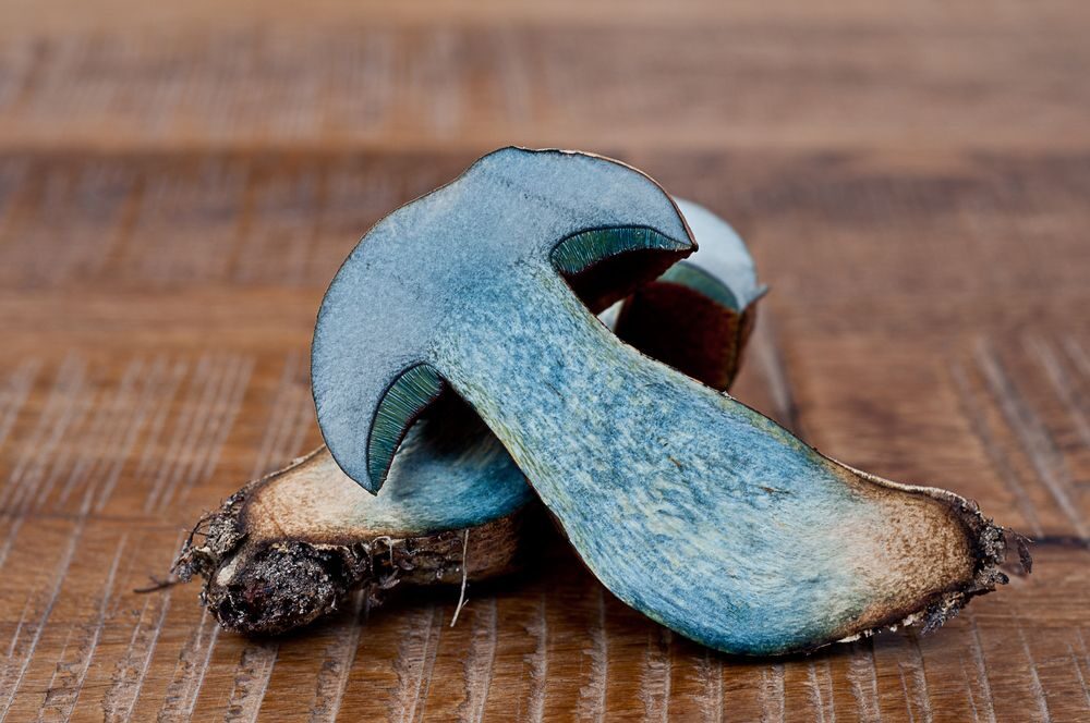 Hřib kovář neboli modrák. Hodí se vůbec k jídlu? - WomanOnly