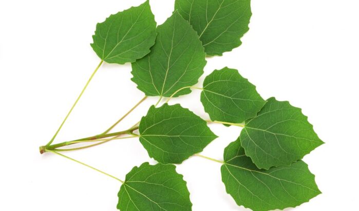 Topol osika: Strom, který dal vzniknout známému rčení - WomanOnly