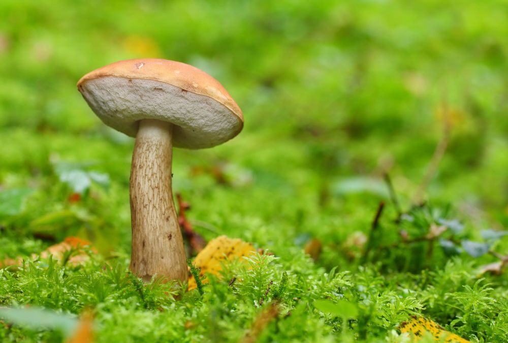 Hřib žlučník vypadá jako pravák, zklame však svou hořkostí - WomanOnly