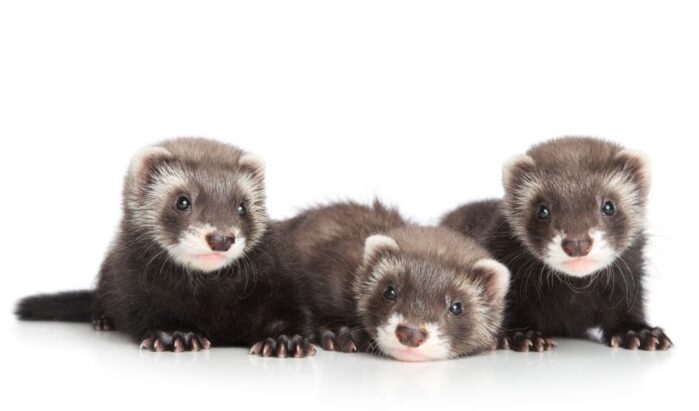 Fretka je hravý domácí mazlíček s vlastní hlavou. Co obnáší její chov ...