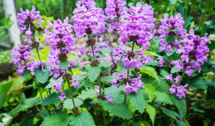 Bukvice lékařská byla v minulosti velice ceněnou bylinou. V čem nám ...
